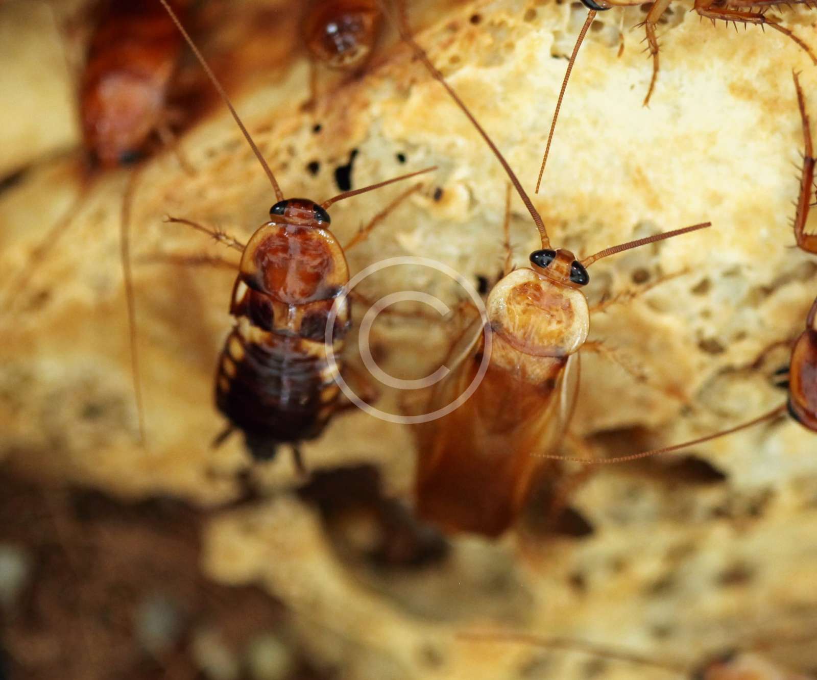 Cockroaches – Tweed Heads Pest Control